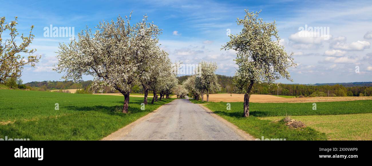 springtime view of the road and a blossoming apple tree alley avenue ...