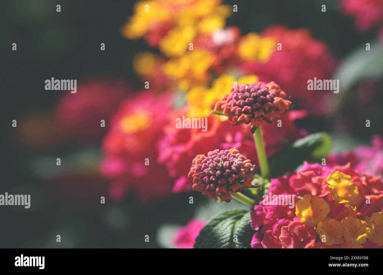 Tropical tree red and yellow flower hi-res stock photography and images ...