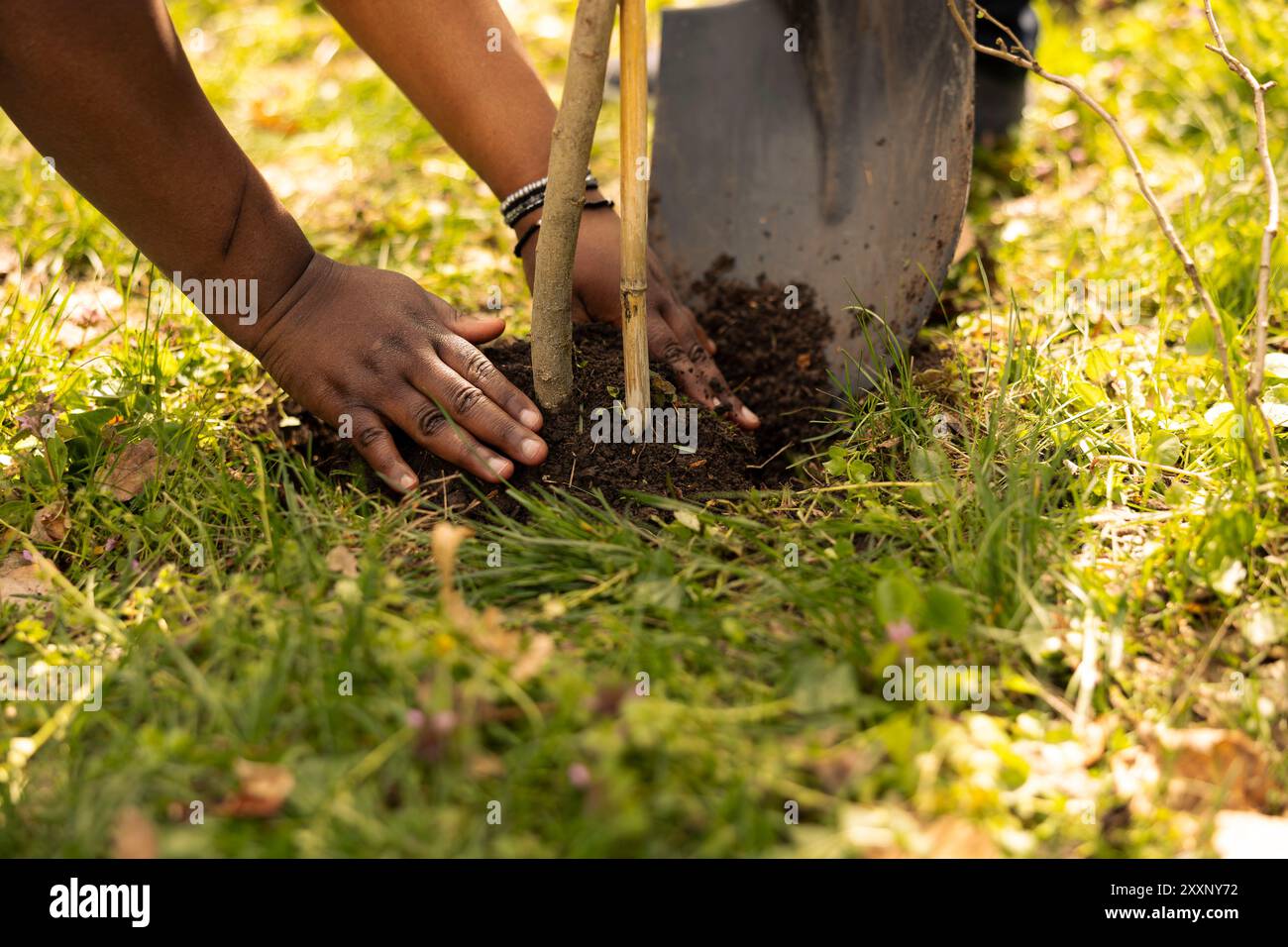 Team of climate change activists planting small trees in a forest environment, uniting to ...