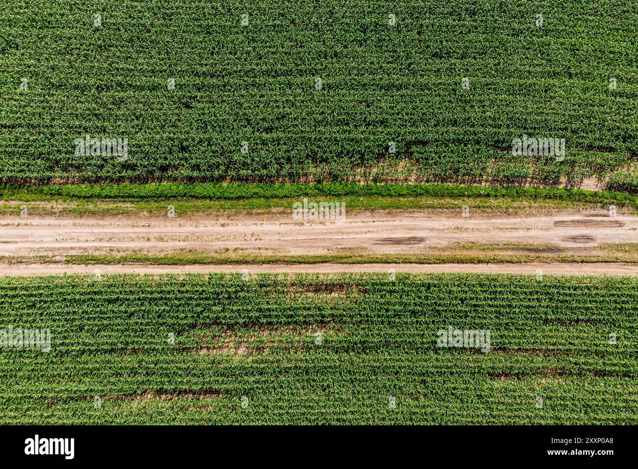 Top view of dirt road running through farm field with corn Stock Photo ...