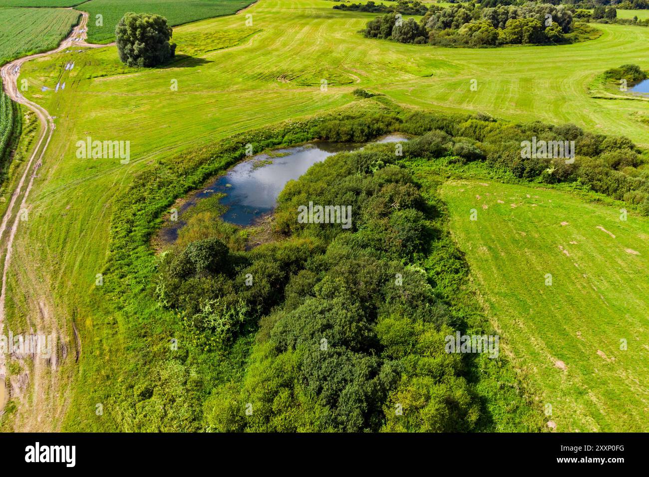 Aerial view of marshy area with thickets of trees in the middle of an ...
