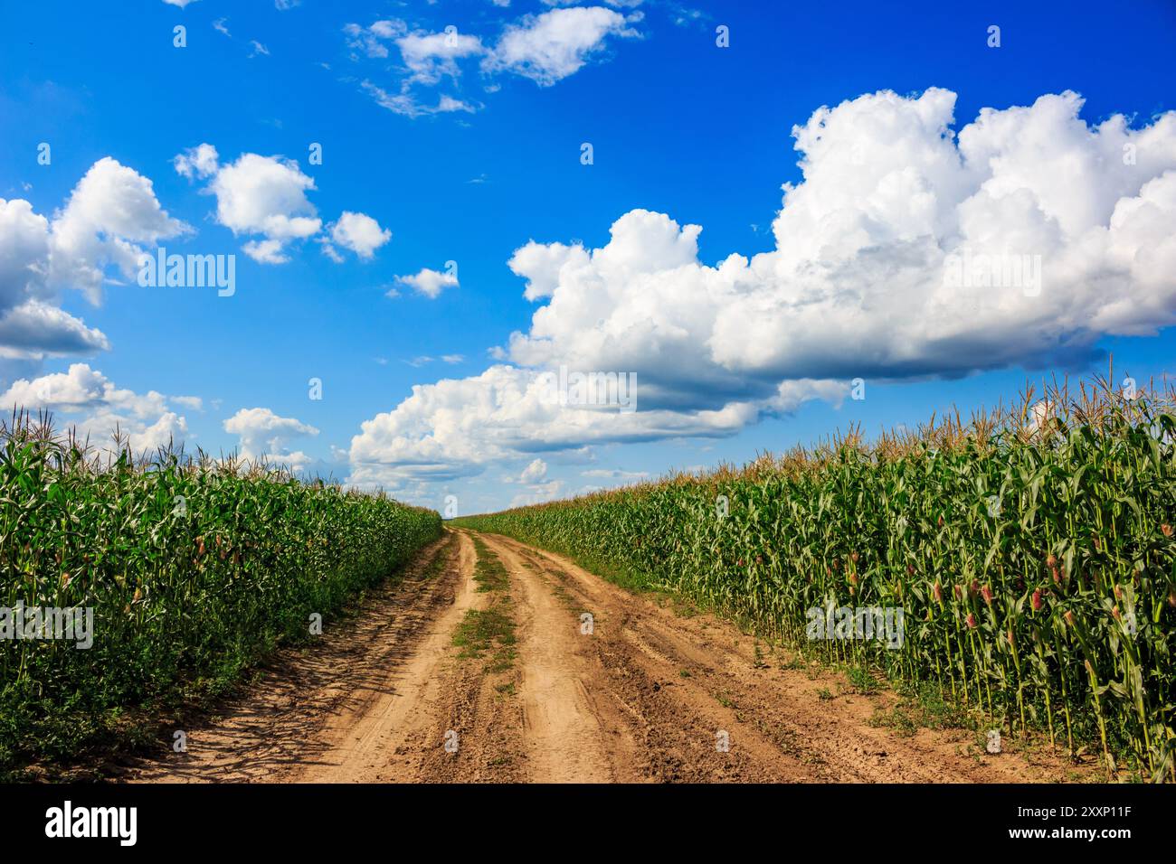 Colorful route through agricultural corn fields, road going into the ...
