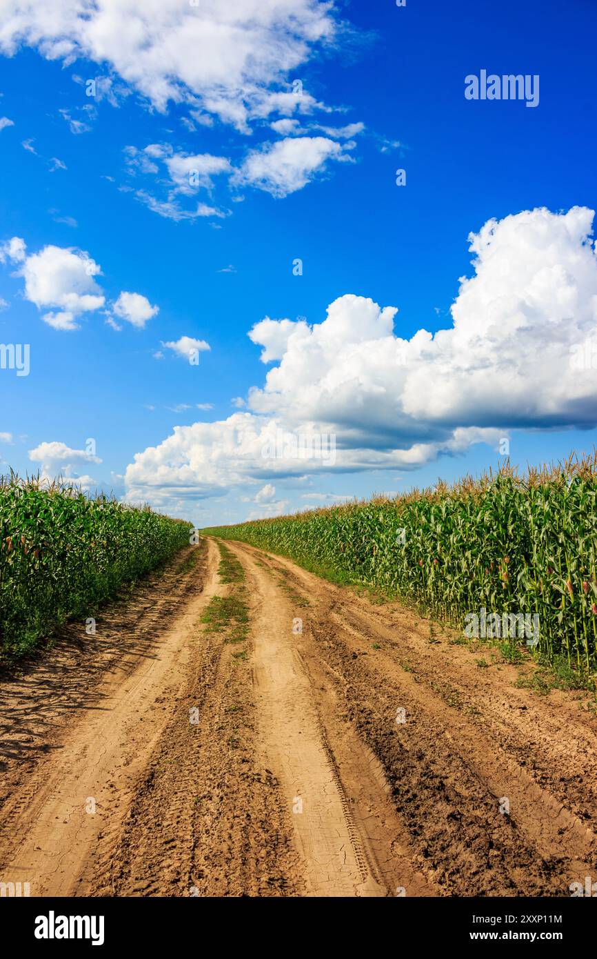 Colorful route through agricultural corn fields, road going into the ...