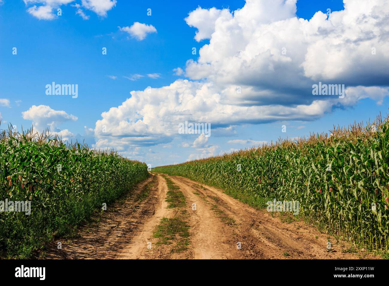 Colorful route through agricultural corn fields, road going into the ...