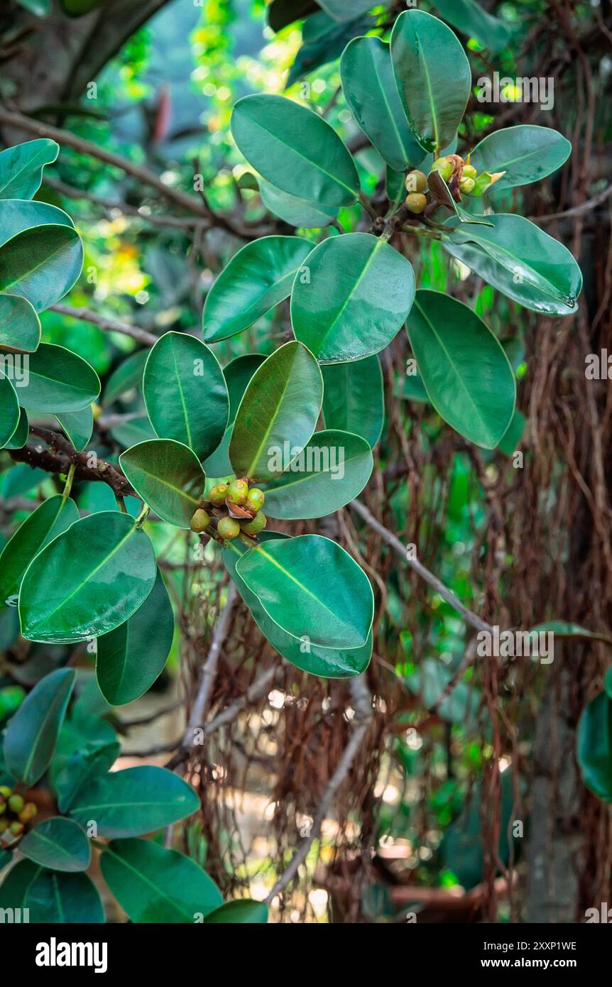 Rusty fig (Ficus rubiginosa), Moraceae. evergreen tree, ornamental ...