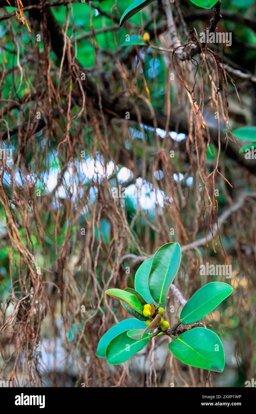 Rusty fig (Ficus rubiginosa), Moraceae. evergreen tree, ornamental ...