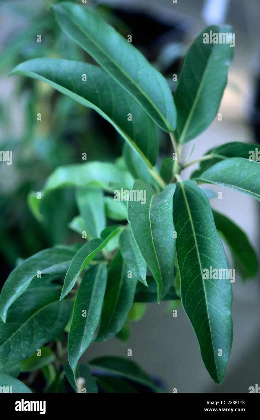 Namaqua rock fig (Ficus cordata), Moraceae. Deciduous tree, ornamental ...