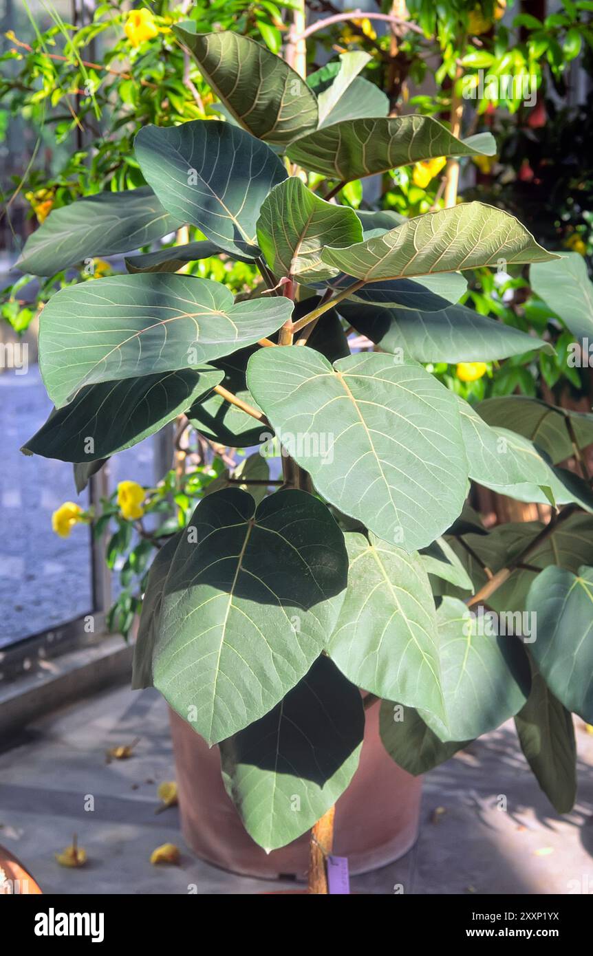 Sycamore fig (Ficus sycomorus), Moraceae. semi-deciduous, food plant ...