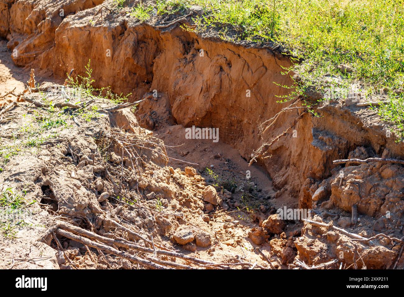 Erosion of sandy soil, the beginning of the formation of a ravine on a ...
