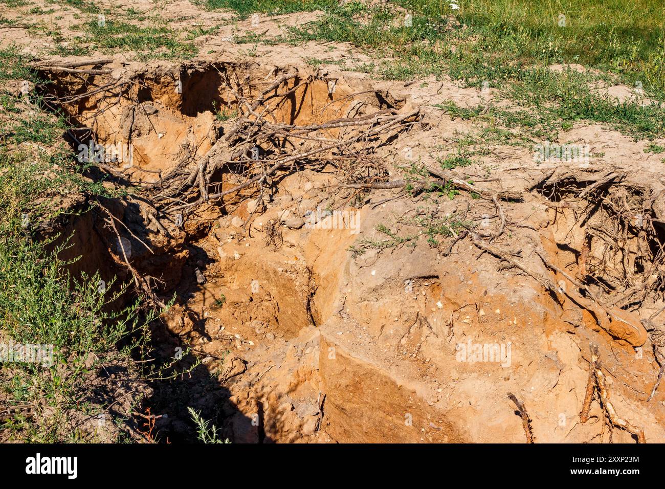 Exposed tree roots protruding from eroded sandy soil Stock Photo - Alamy
