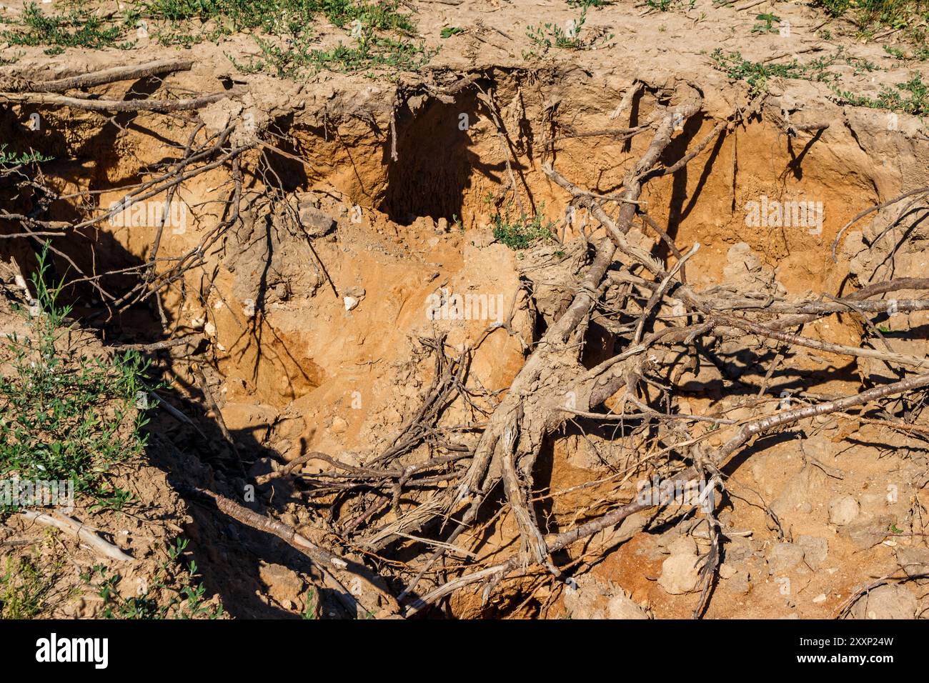 Exposed tree roots protruding from eroded sandy soil Stock Photo - Alamy