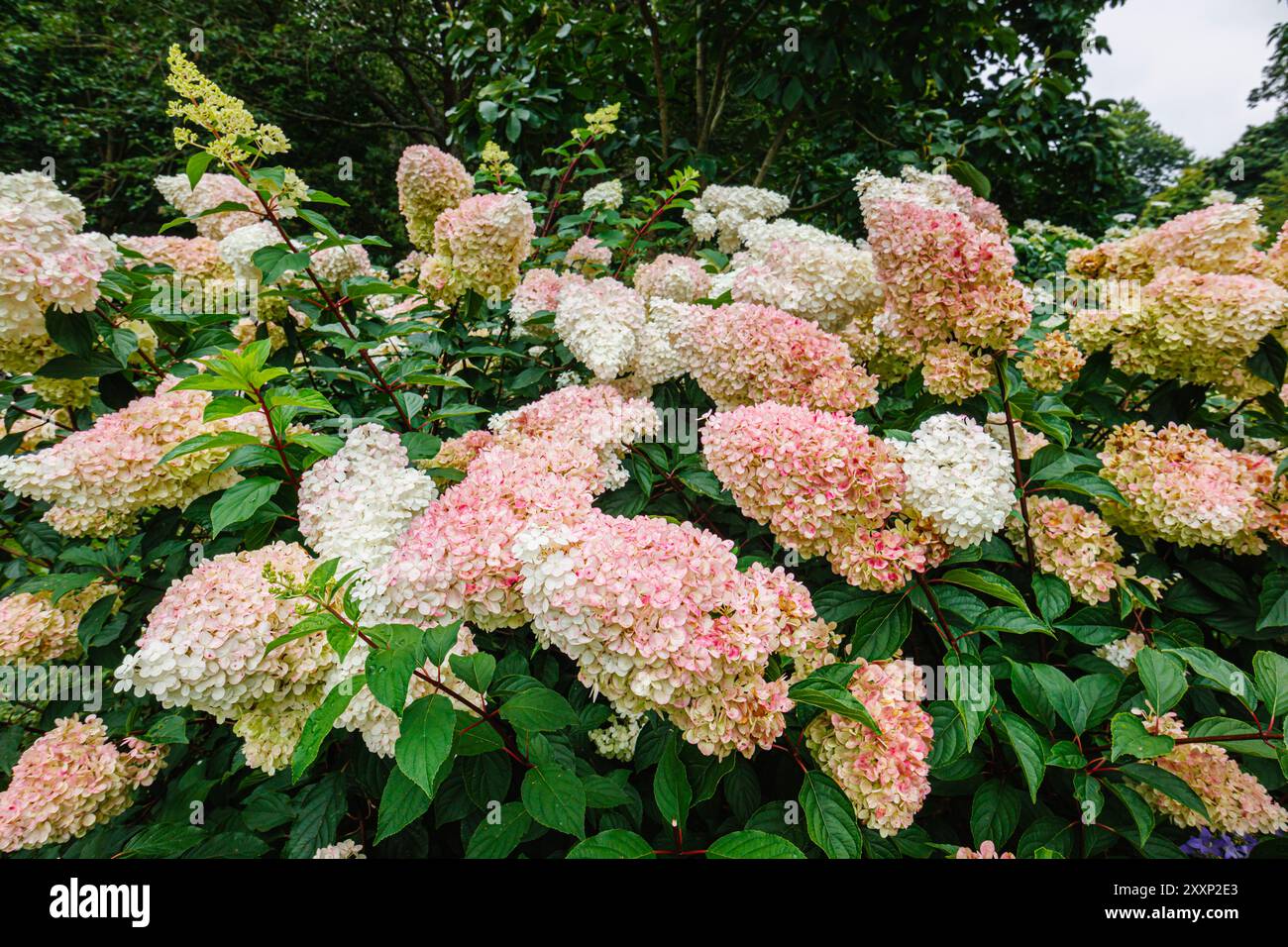 Creamy white to pink flowers of Hydrangea paniculata (panicled ...