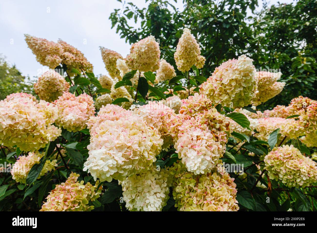 Creamy white to pink flowers of Hydrangea paniculata (panicled ...