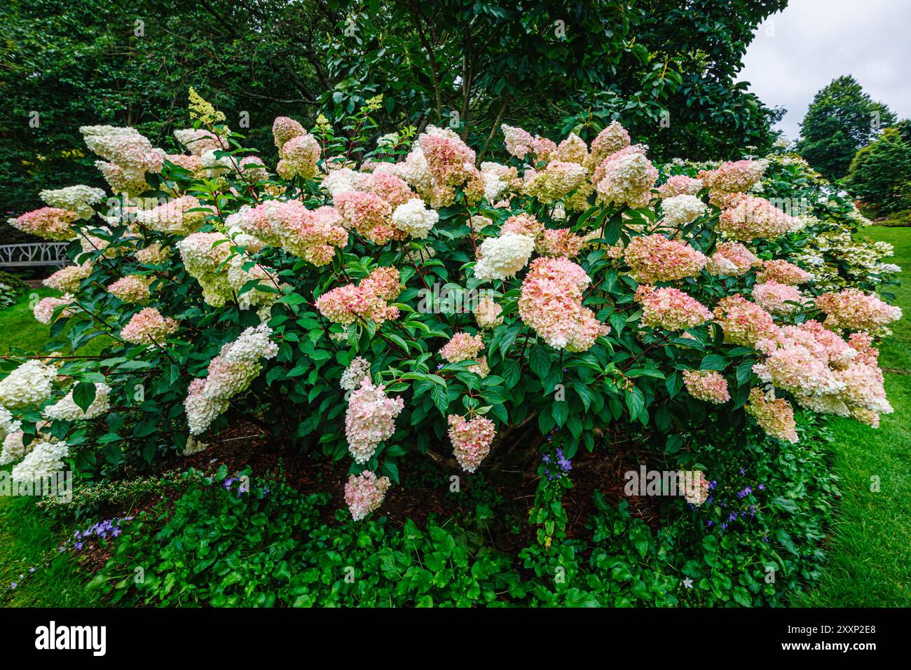 Creamy white to pink flowers of Hydrangea paniculata (panicled ...