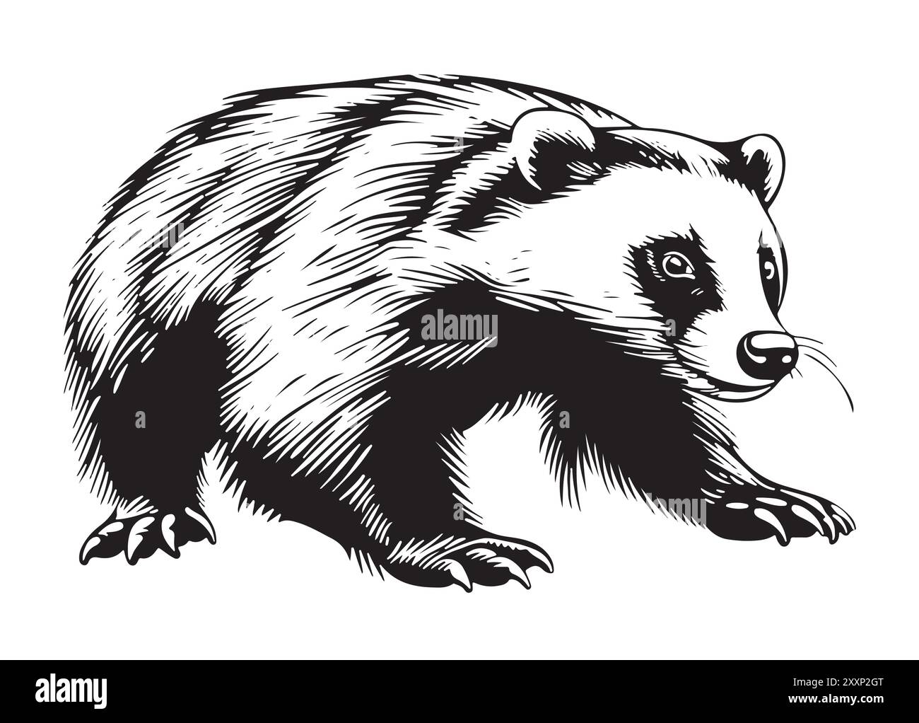 badger sketch vector graphics picture Stock Vector Image & Art - Alamy