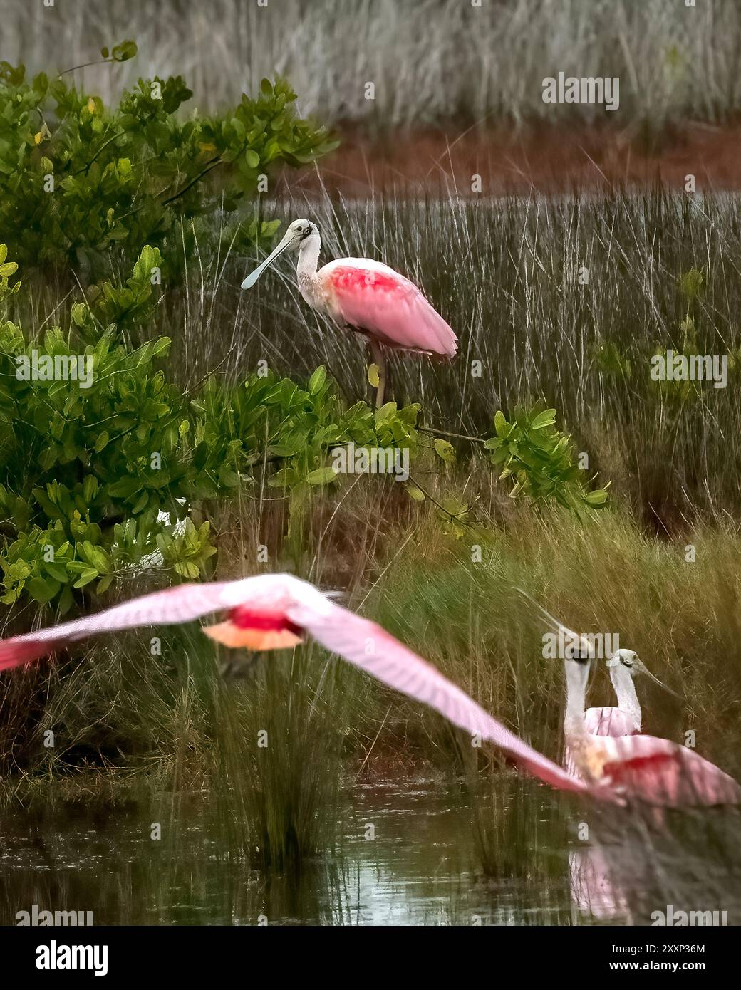 Roseate Spoonbill Habitat Stock Photo - Alamy