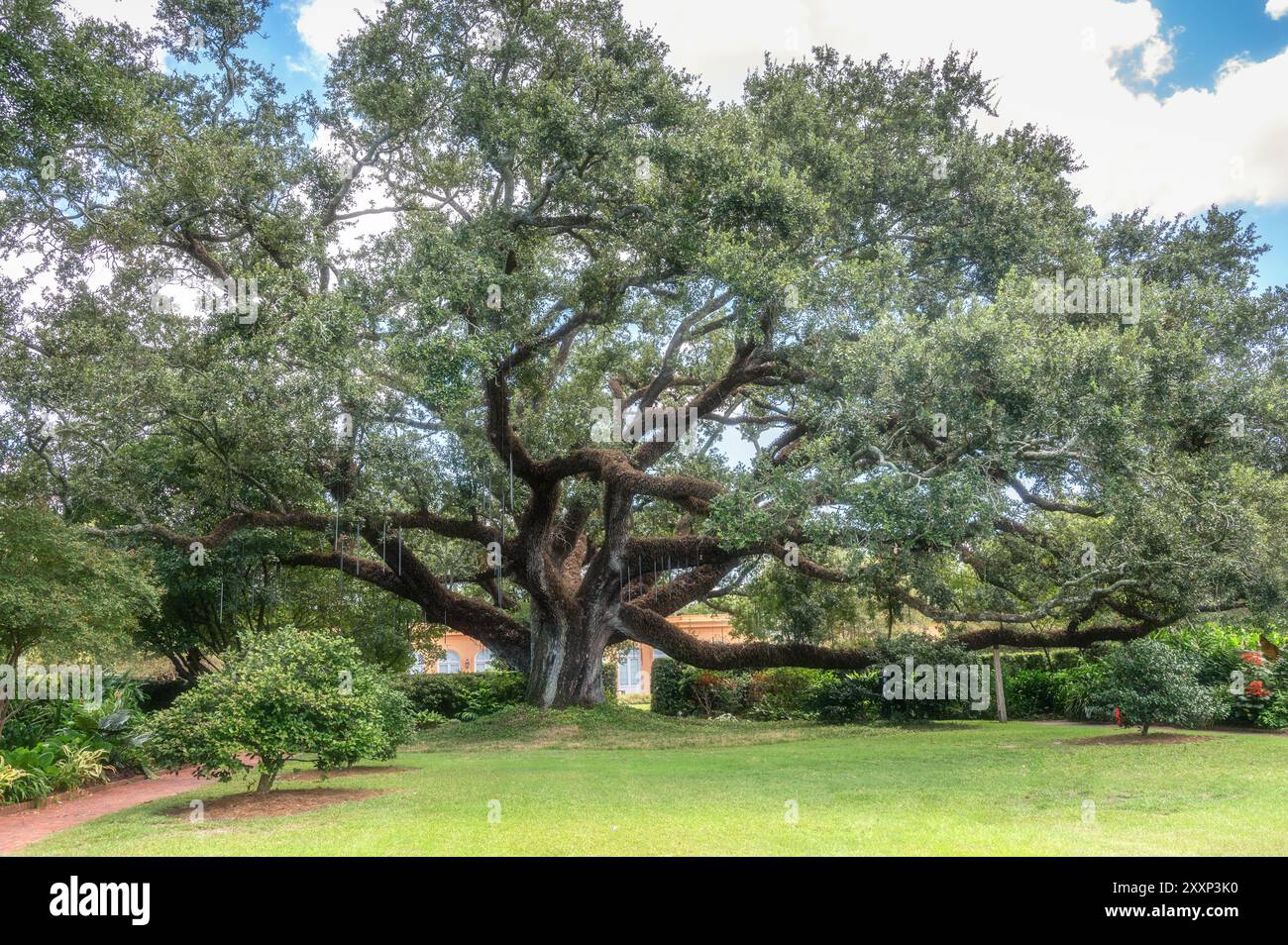 Southern Louisiana Trees New Orleans French Quarter Nola Green Mosaic