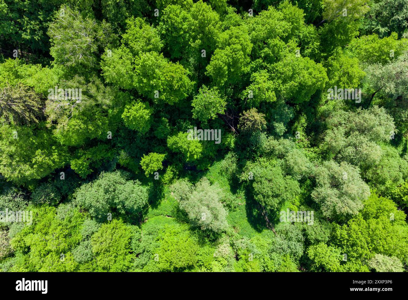 Aerial view of dense green thickets in forest area Stock Photo - Alamy