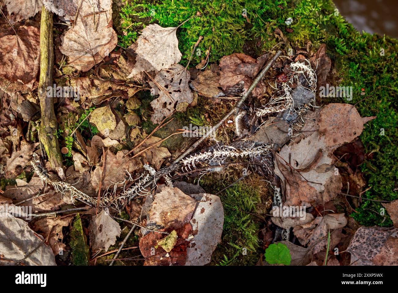 Skeleton of a Grass snake lying on moss and foliage in the forest Stock ...