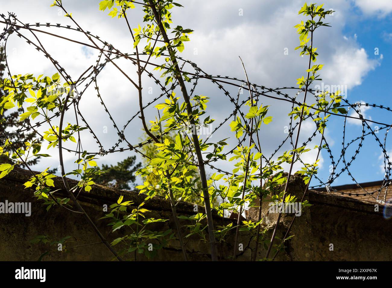Fence of an enterprise with barbed wire on top, protection against ...