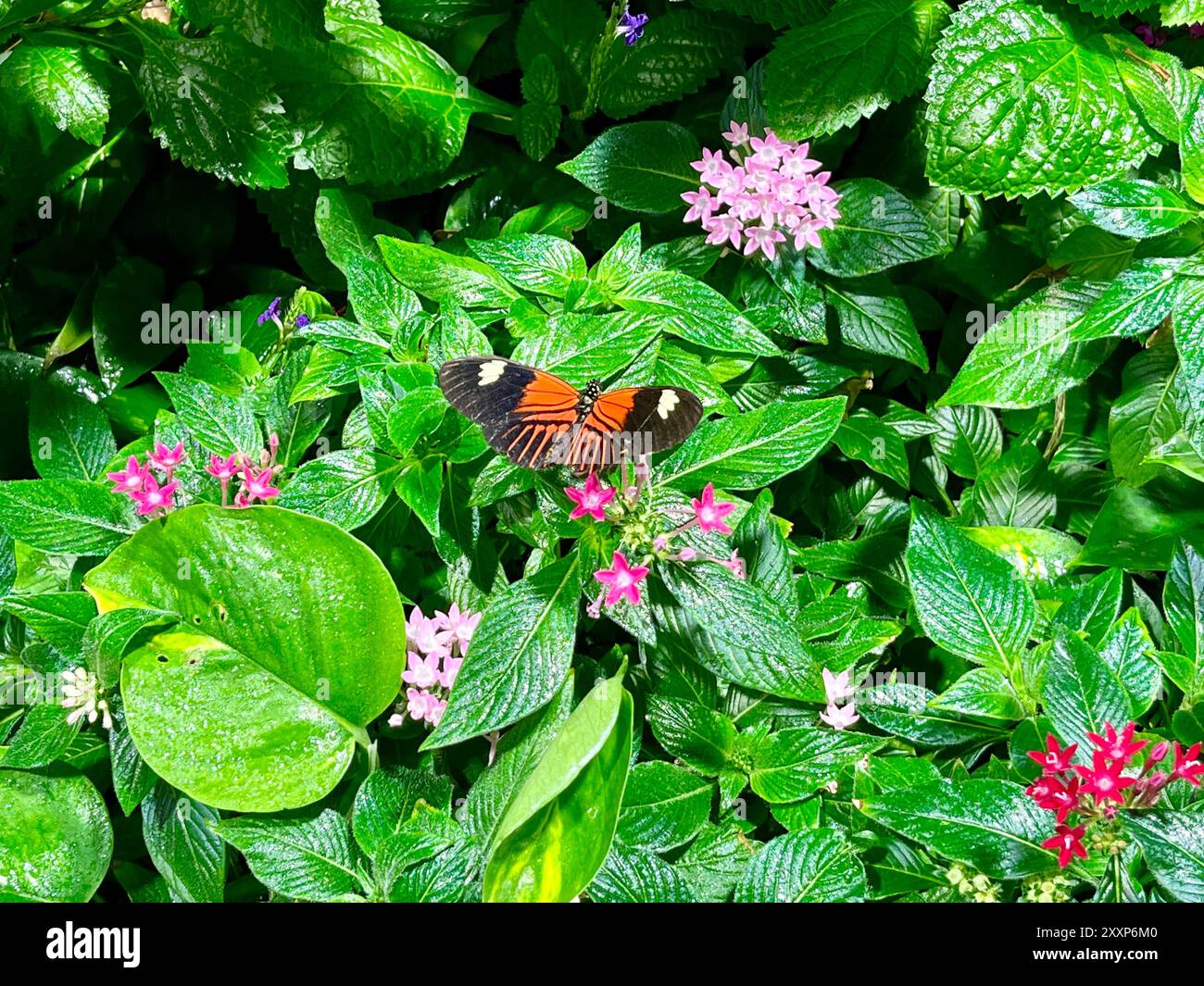 Diversity of butterfly species hi-res stock photography and images - Alamy