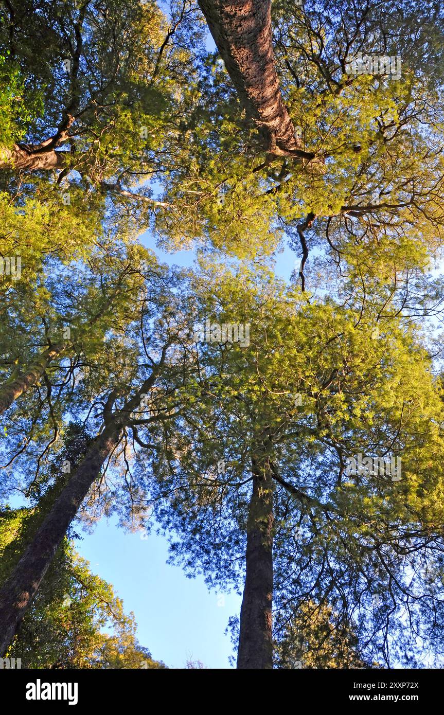 Canopy of Kahikatea tree forest in Deans Bush, Christchurch, New ...