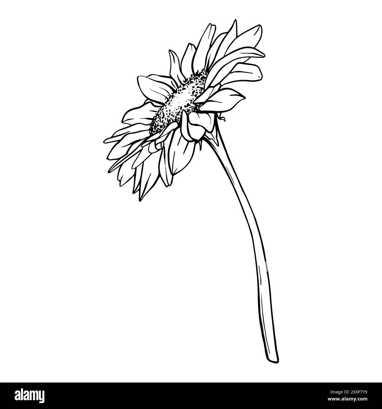 Sunflower vector flower illustration. Plant drawing in line art style ...