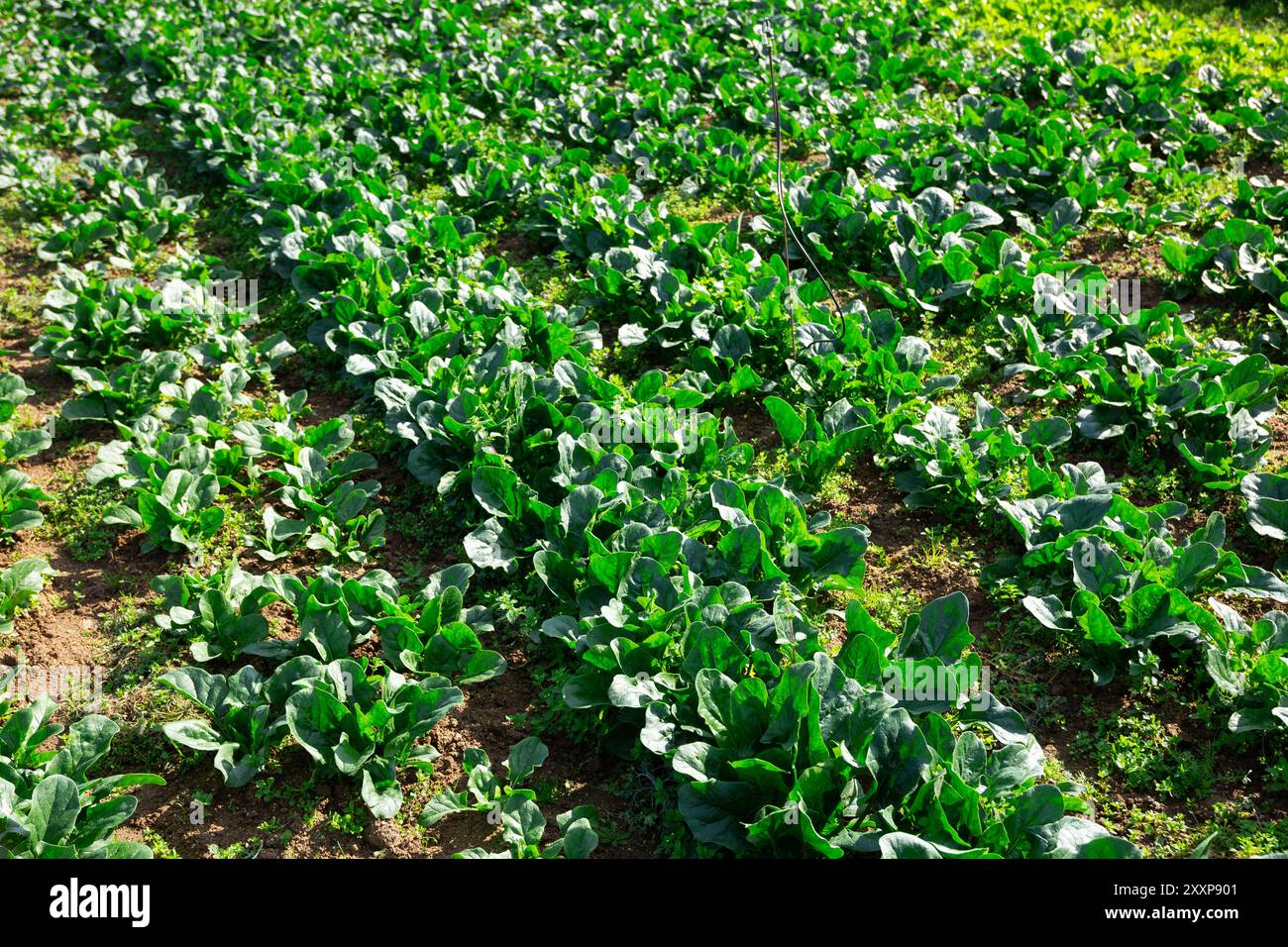 Bio spinach farm field hi-res stock photography and images - Alamy