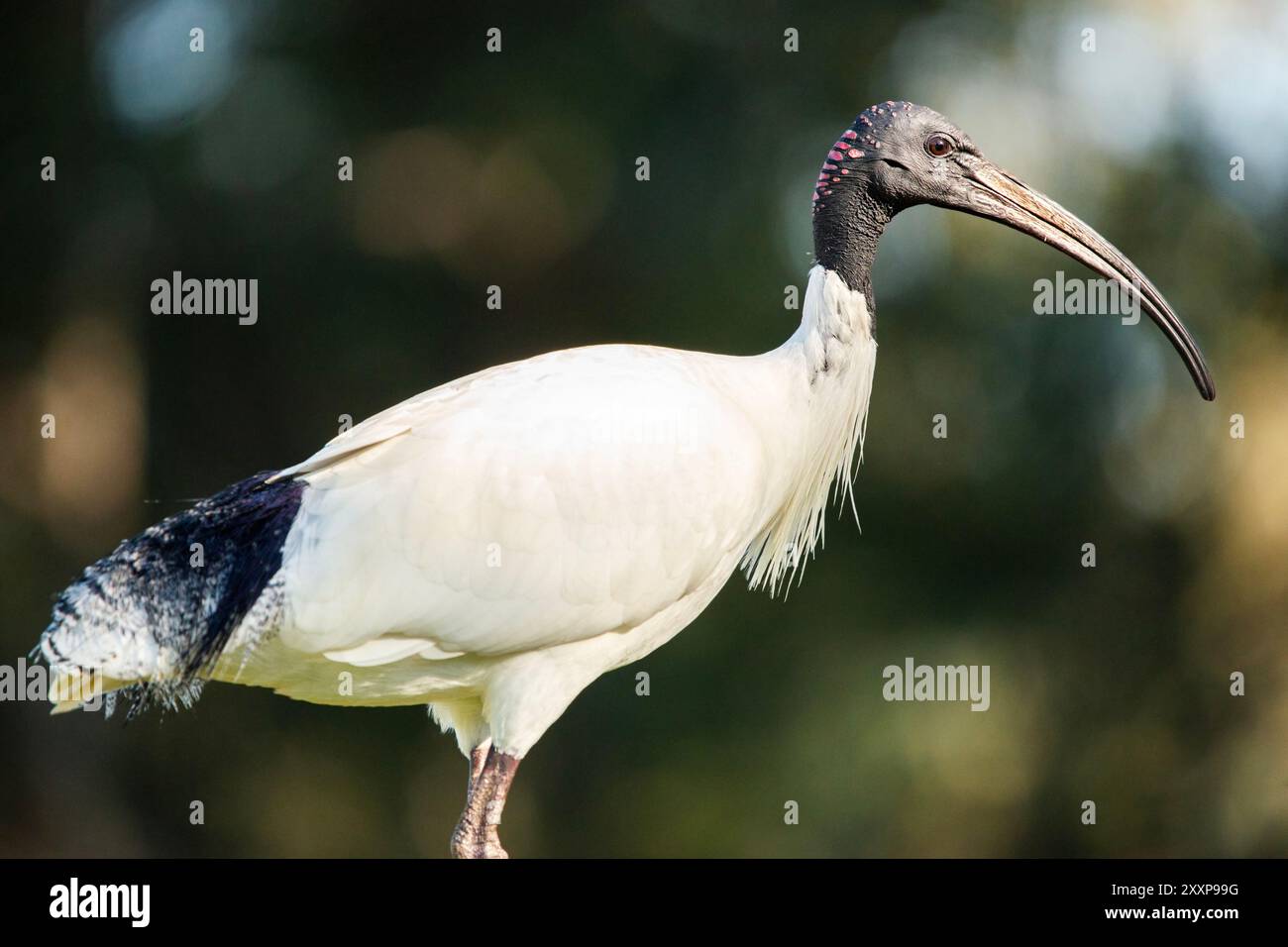 The Australian white ibis is a wading bird of the ibis family ...