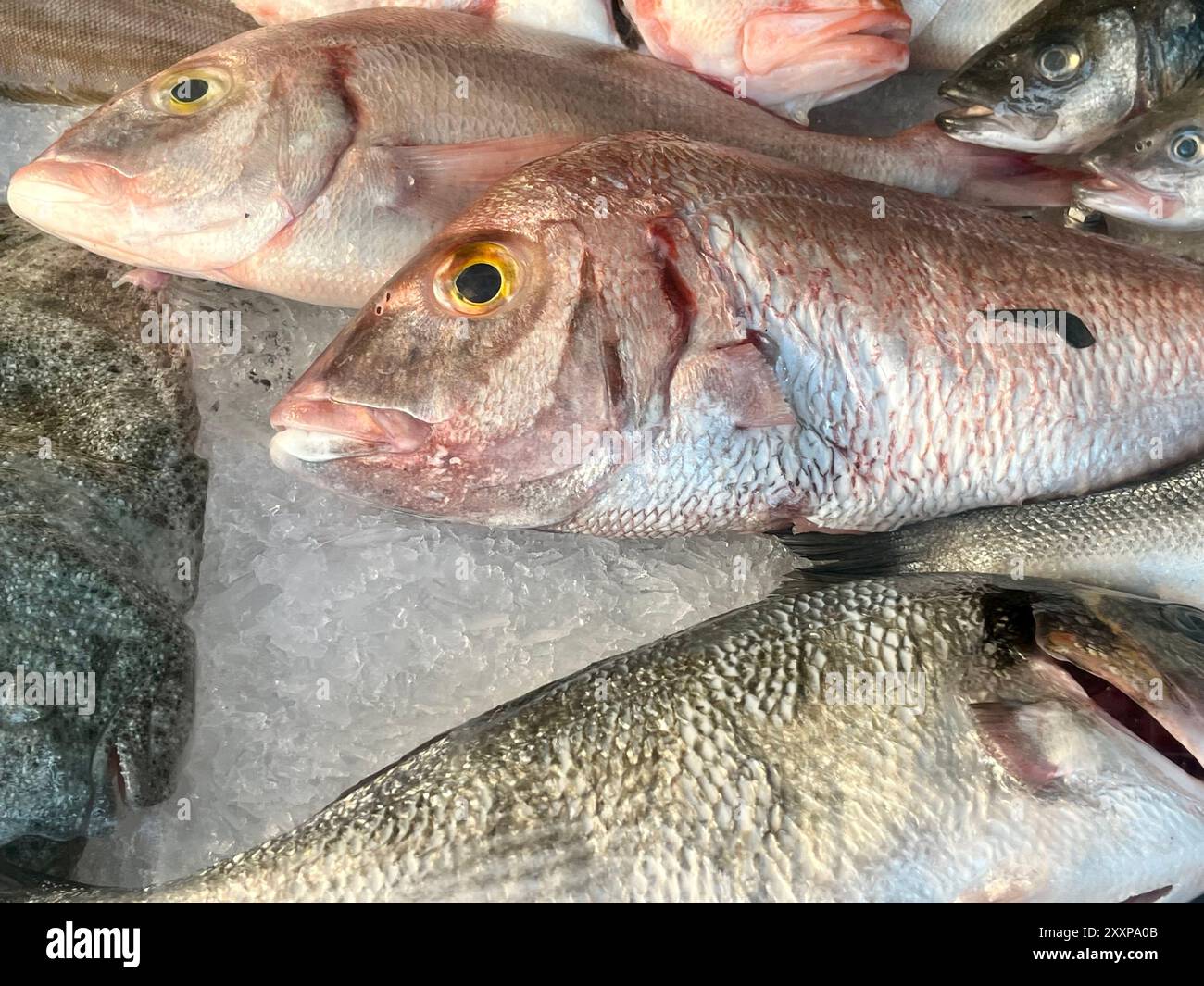 Common pandora fish on display Stock Photo - Alamy