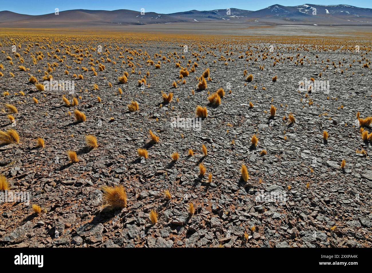 fauna at the Atacama desert Stock Photo - Alamy