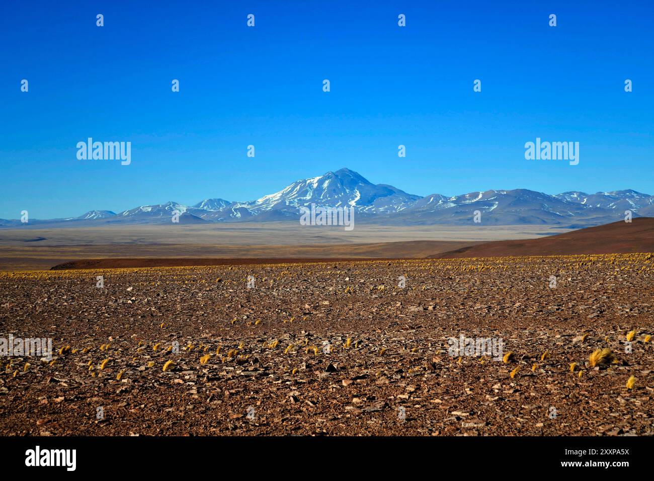 fauna at the Atacama desert Stock Photo - Alamy