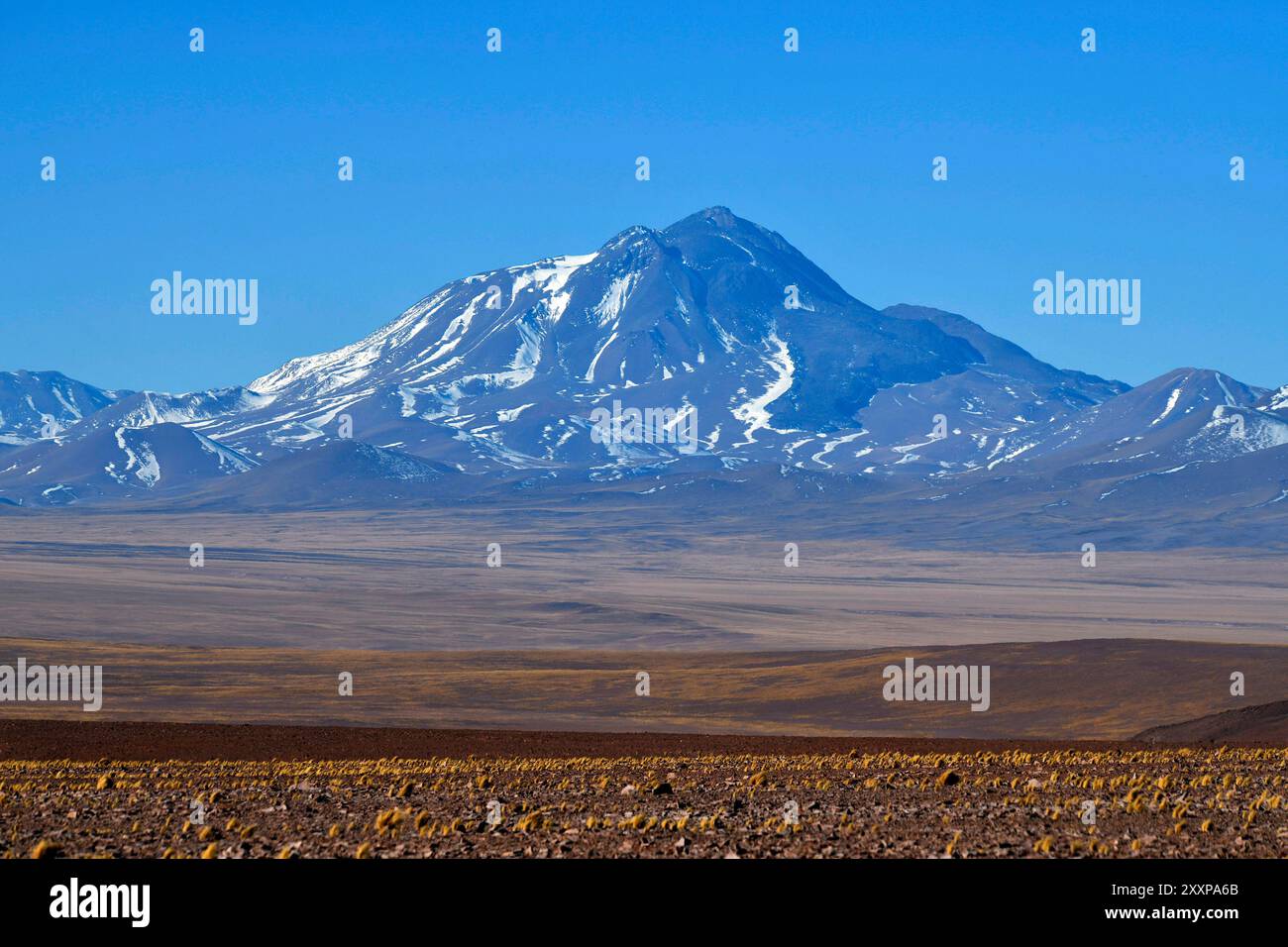 fauna at the Atacama desert Stock Photo - Alamy