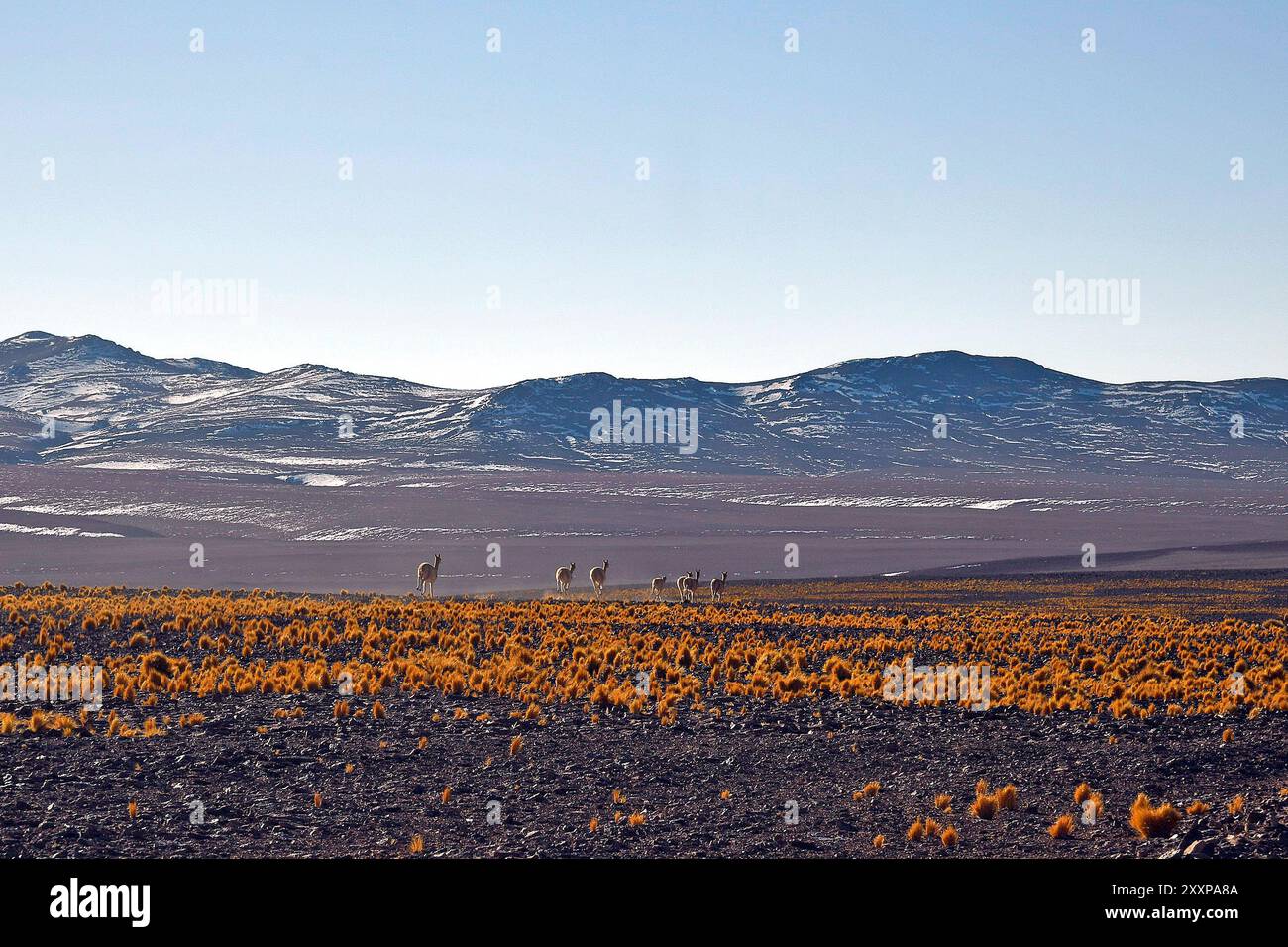 fauna at the Atacama desert Stock Photo - Alamy