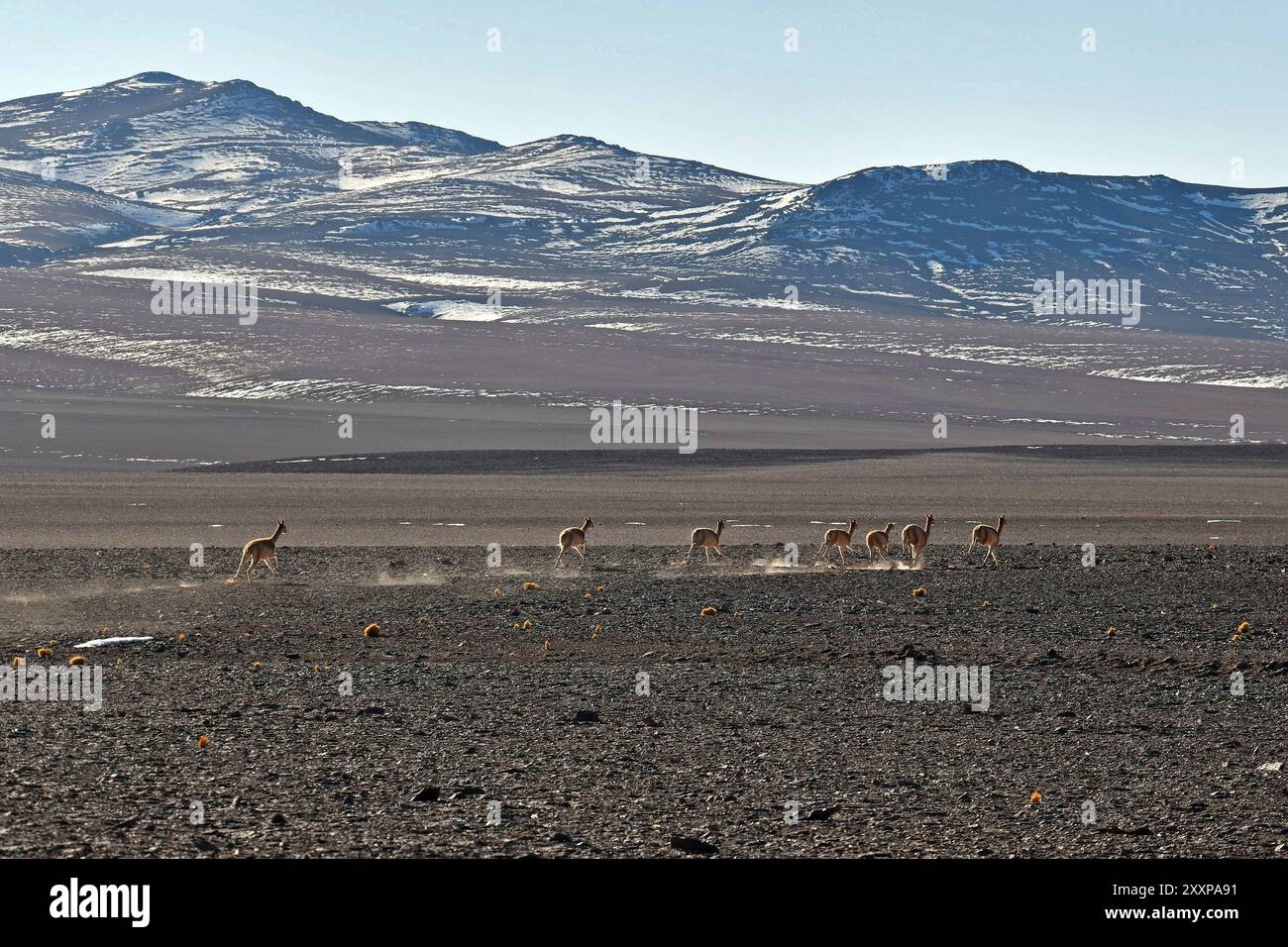 fauna at the Atacama desert Stock Photo - Alamy
