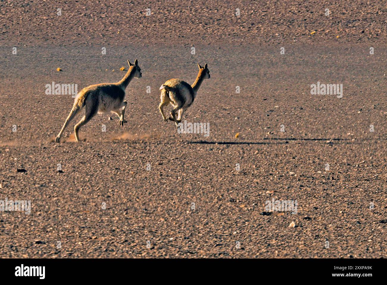 fauna at the Atacama desert Stock Photo - Alamy