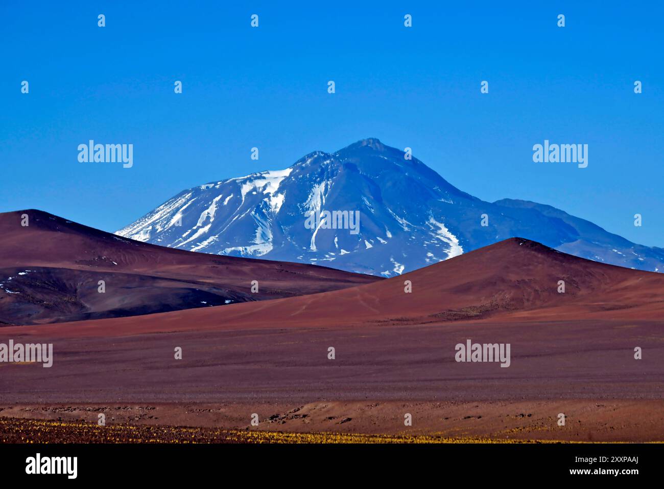 fauna at the Atacama desert Stock Photo - Alamy
