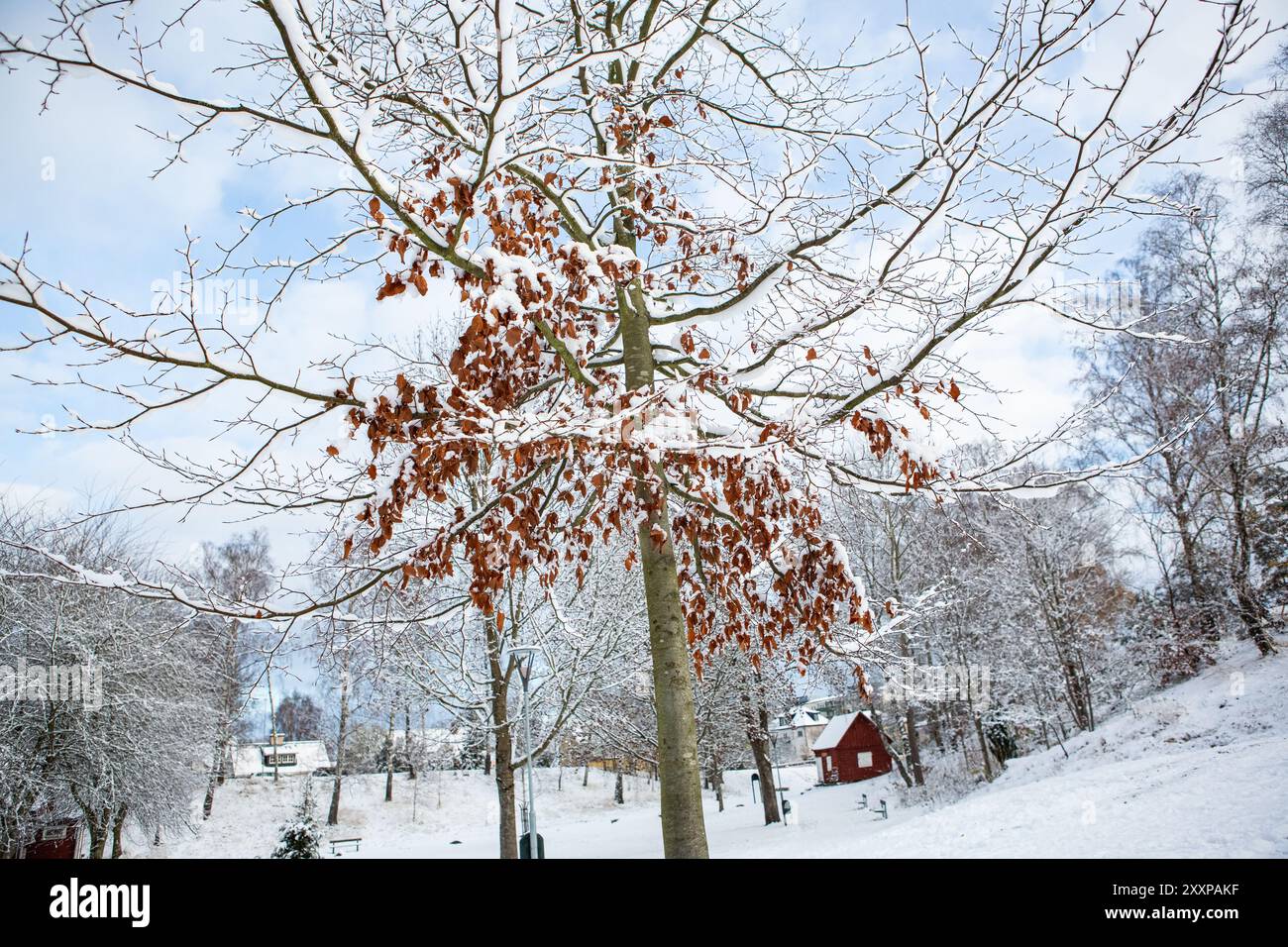 Winter in Hembygdsparken park in Hassleholm, Sweden Stock Photo - Alamy