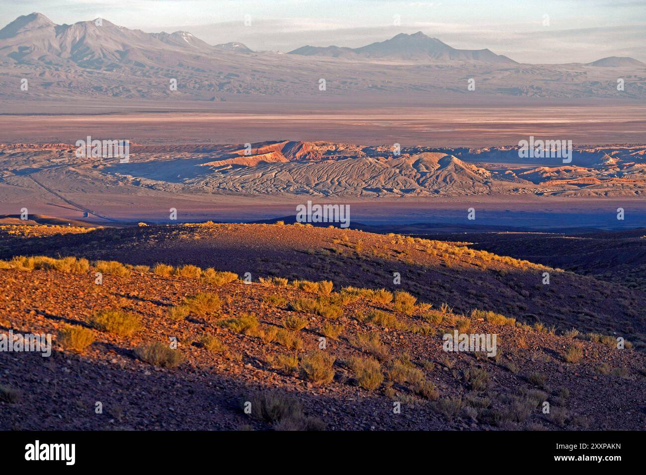 fauna at the Atacama desert Stock Photo - Alamy