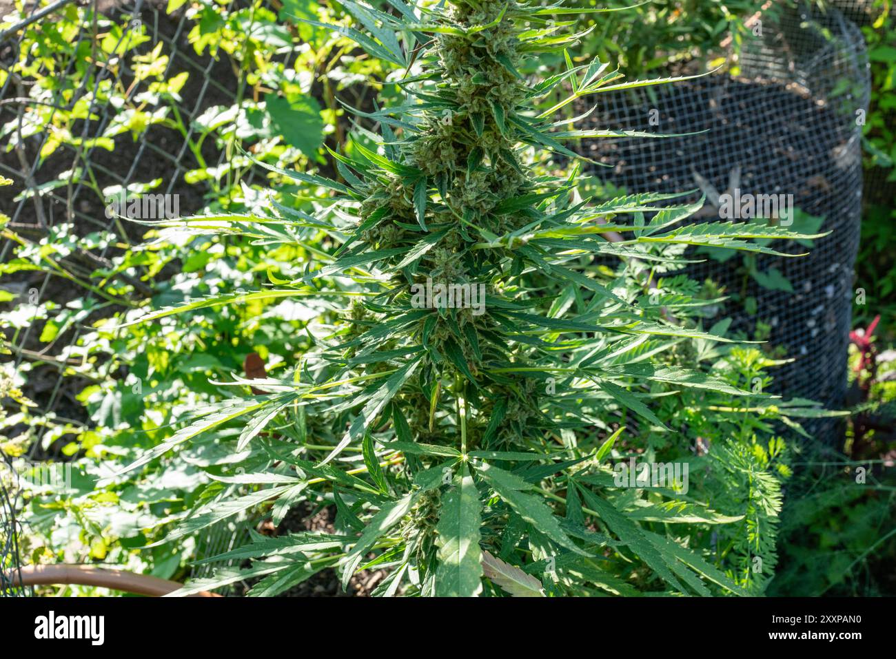 growing cannabis outdoors Stock Photo - Alamy