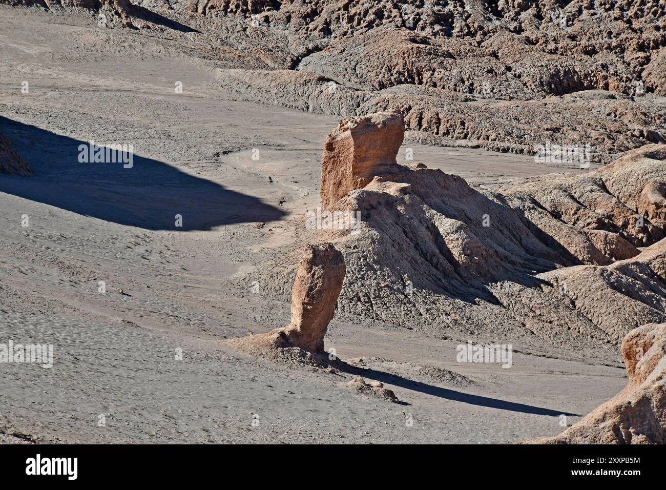 fauna at the Atacama desert Stock Photo - Alamy