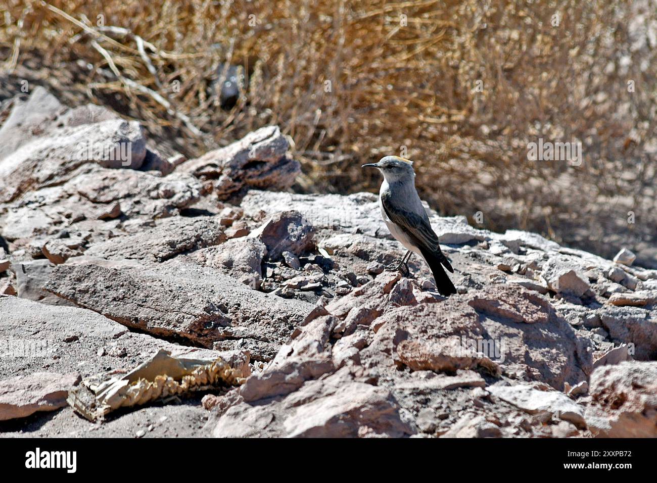 fauna at the Atacama desert Stock Photo - Alamy
