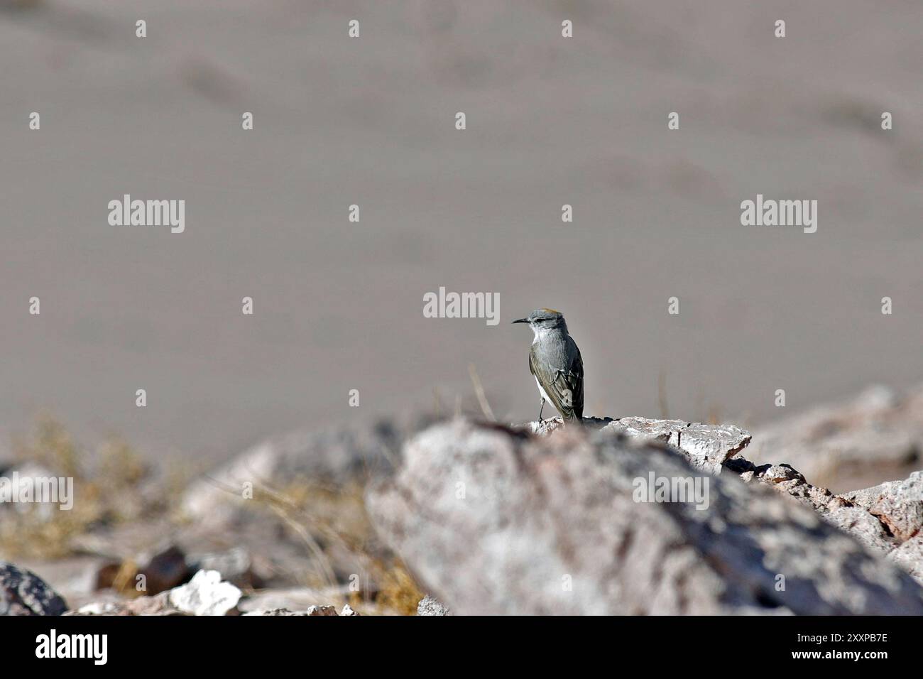 fauna at the Atacama desert Stock Photo - Alamy