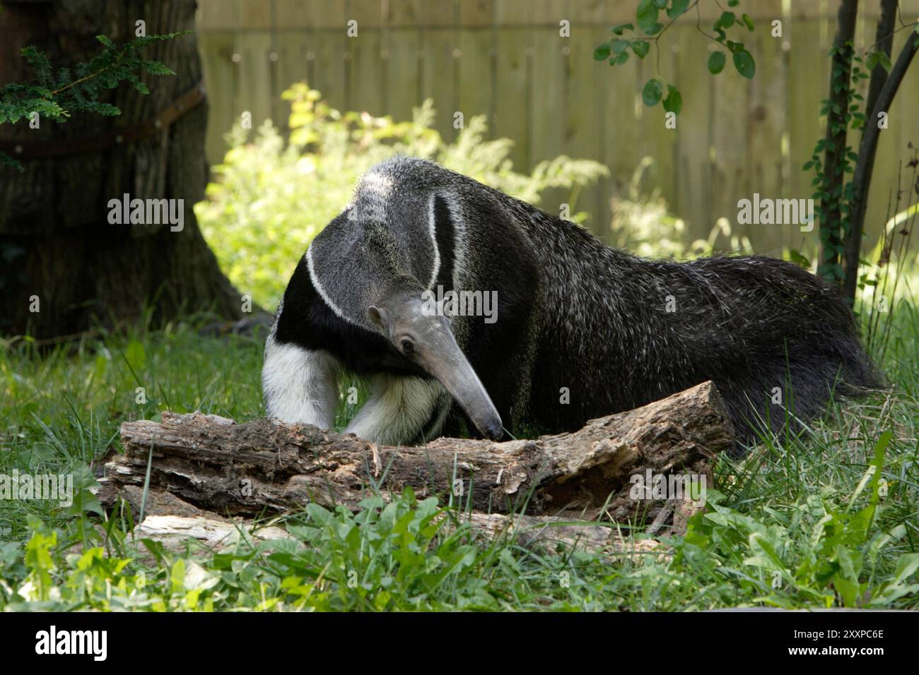 Giant Anteater eating ants on a log, Myrmecophaga tridactyla Stock ...