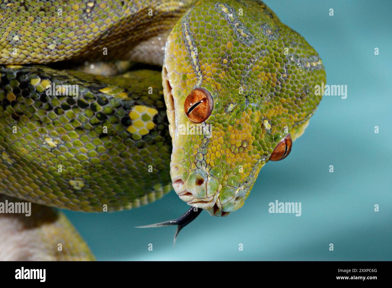 Closeup of the face of a Green Tree Python snake, Morelia viridis Stock ...