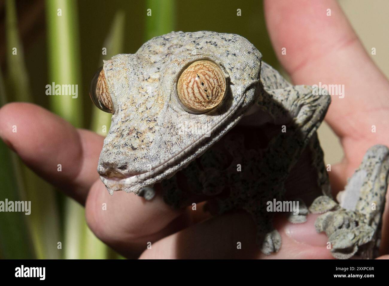 Closeup of the face of a Giant Leaf-tailed Gecko being held in a person ...