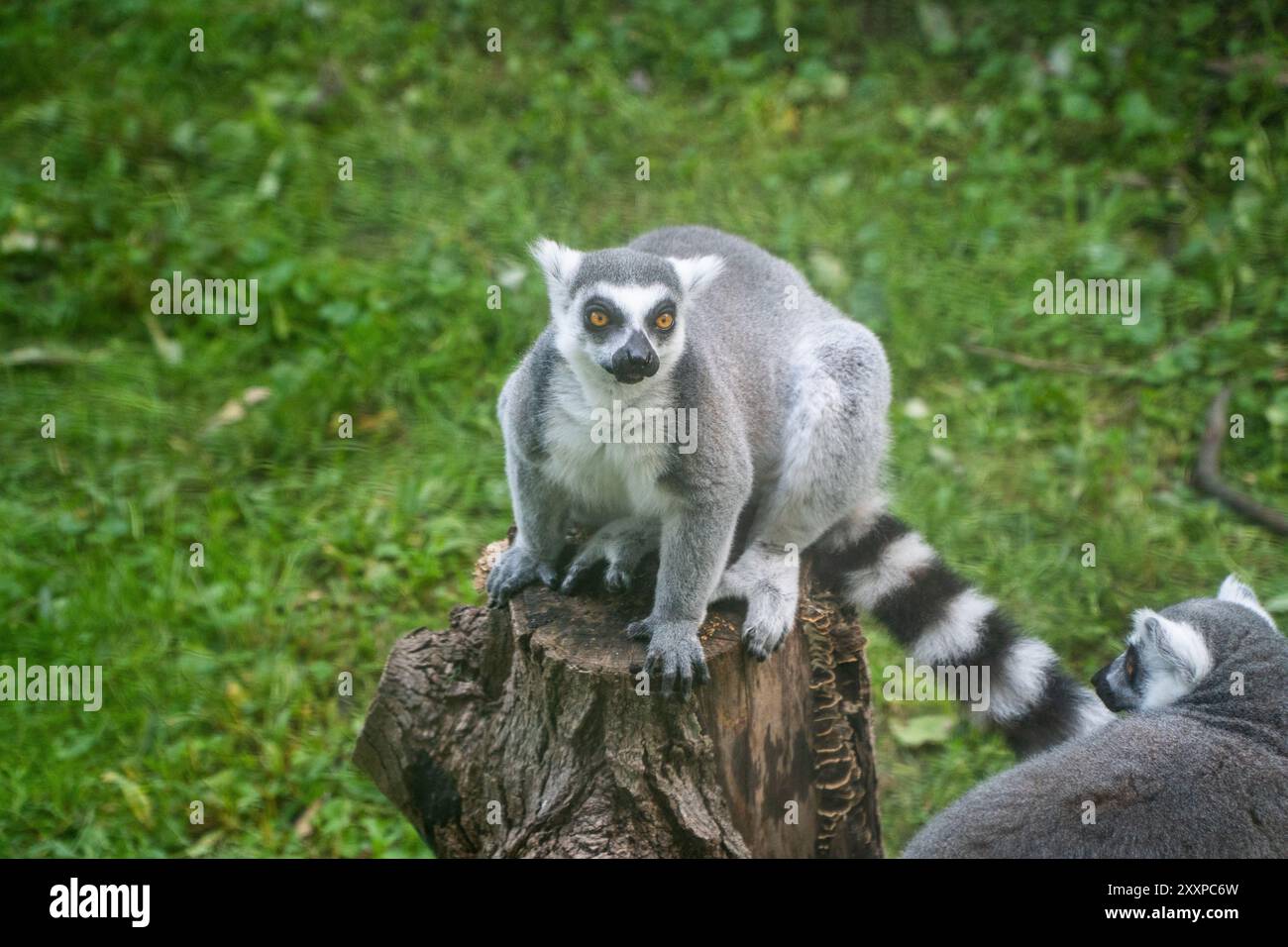 Ring-tailed Lemur standing on a tree stump, native to Madagascar, Lemur ...