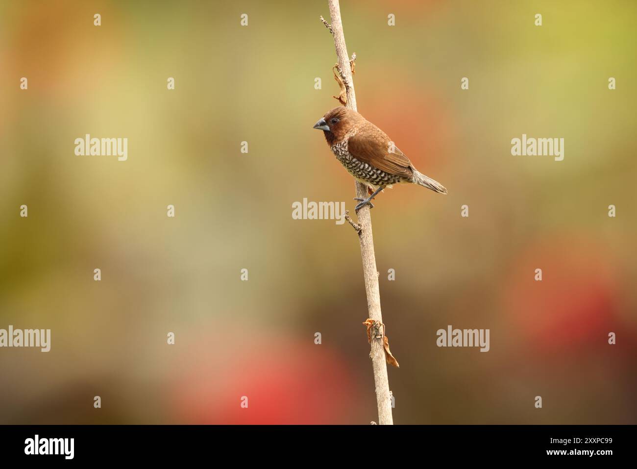 Scaly-breasted munia or spotted munia (Lonchura punctulata particeps ...