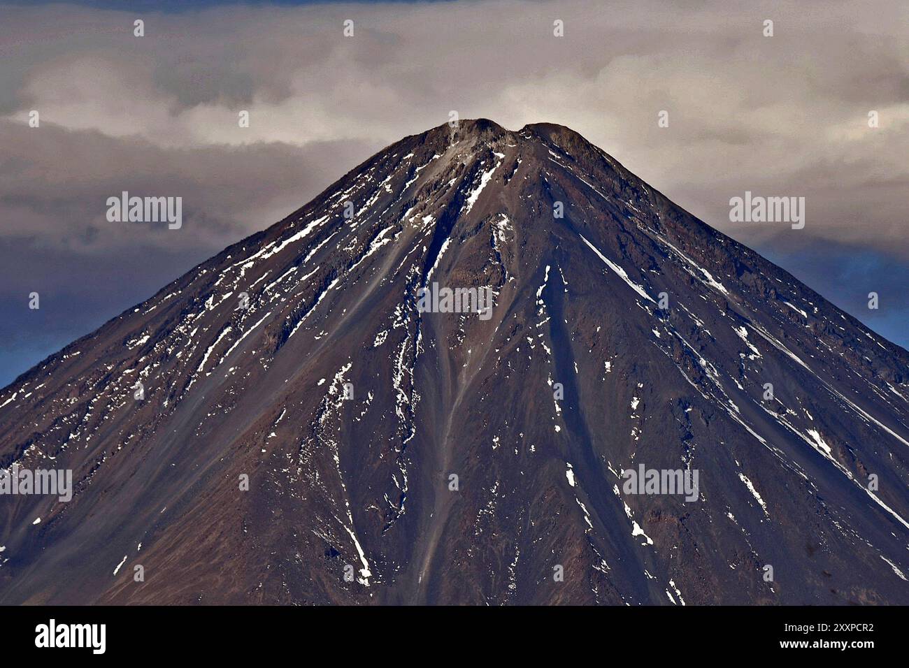 fauna at the Atacama desert Stock Photo - Alamy