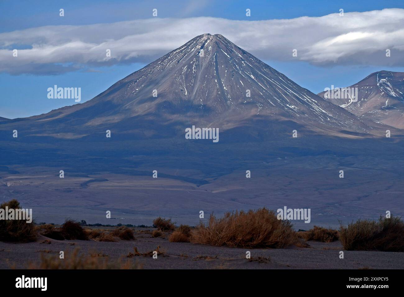 fauna at the Atacama desert Stock Photo - Alamy